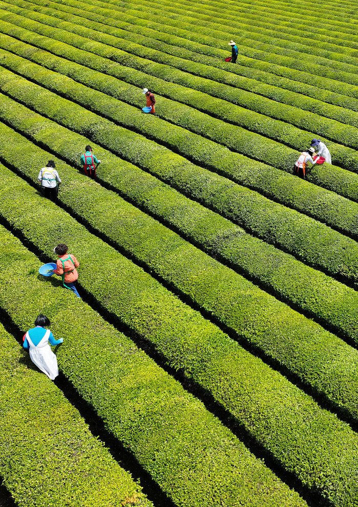 Tea harvest